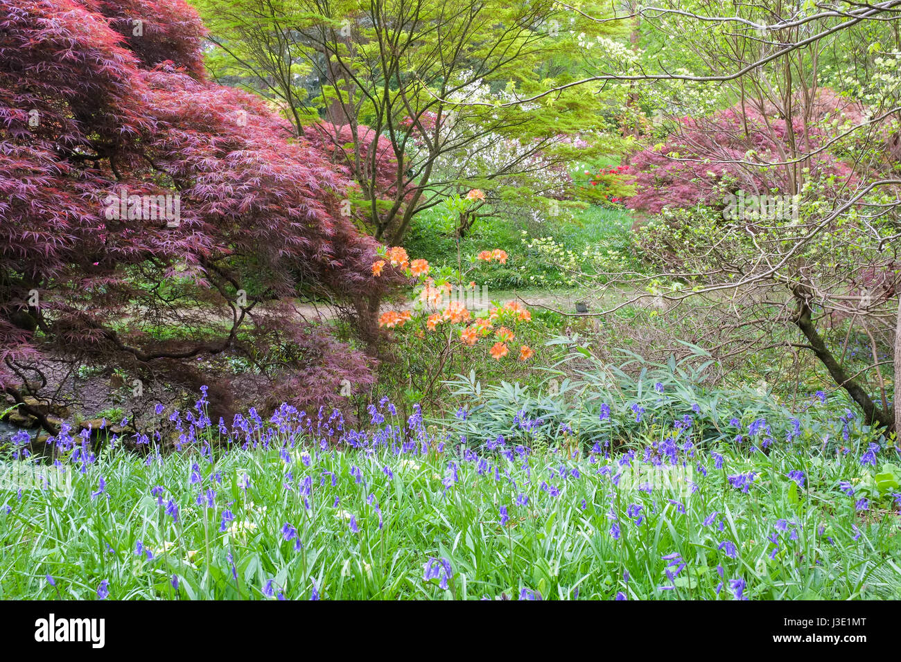 Spring flowers in an English country garden Stock Photo - Alamy