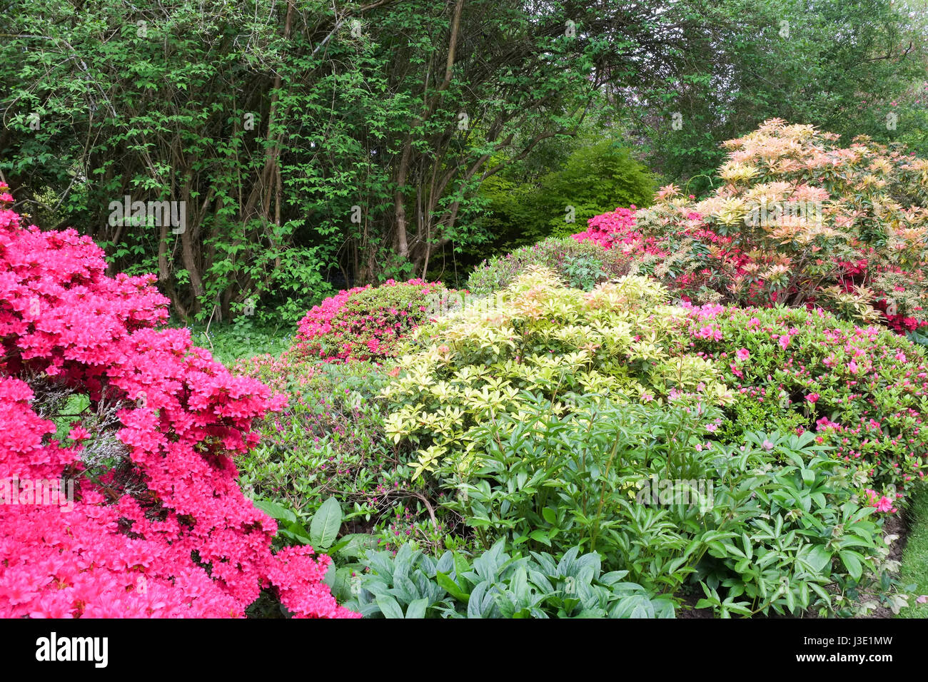 Spring flowers in an English country garden Stock Photo - Alamy