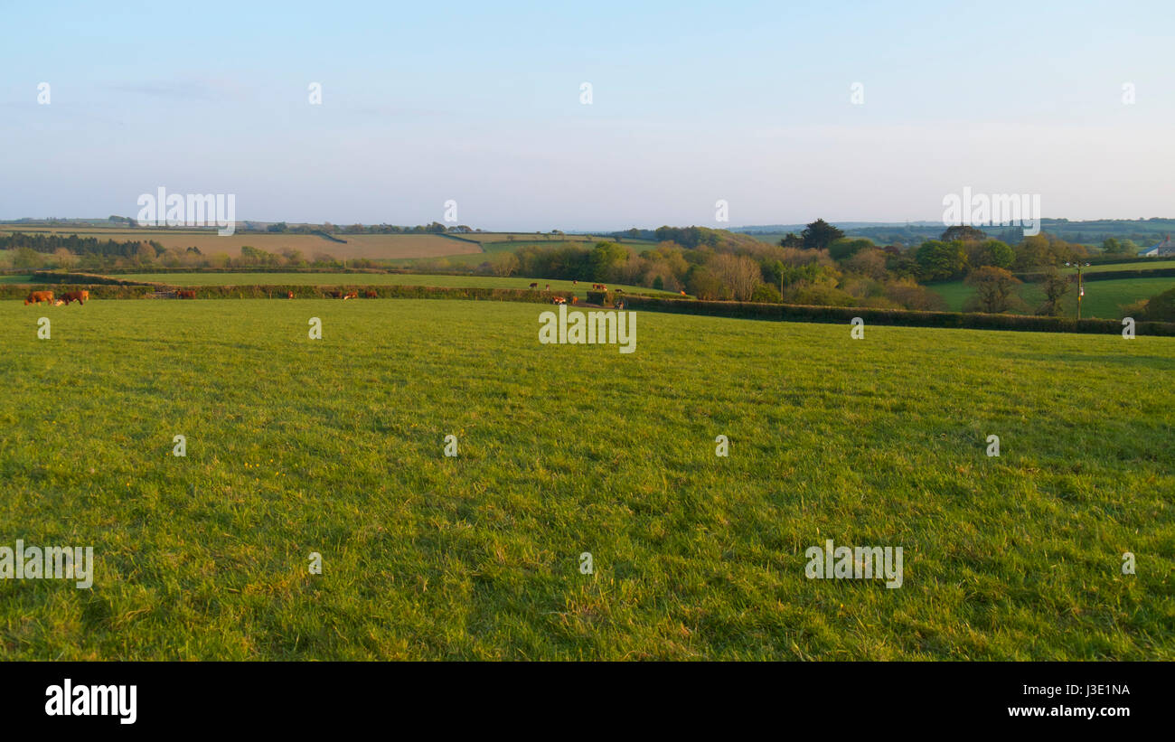 A springtime rural landscape with cattle grazing in evening sunshine ...