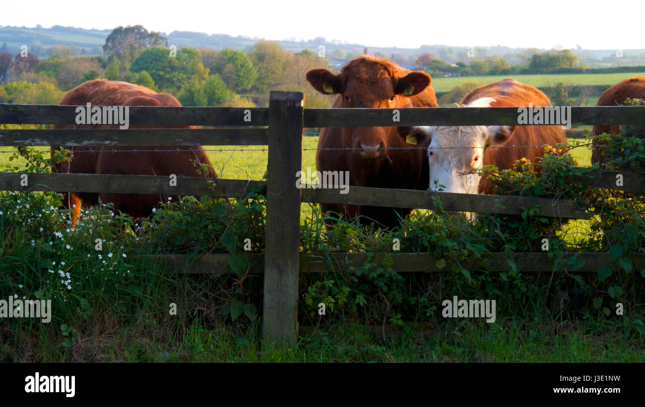 A springtime rural landscape with cattle grazing in evening sunshine ...