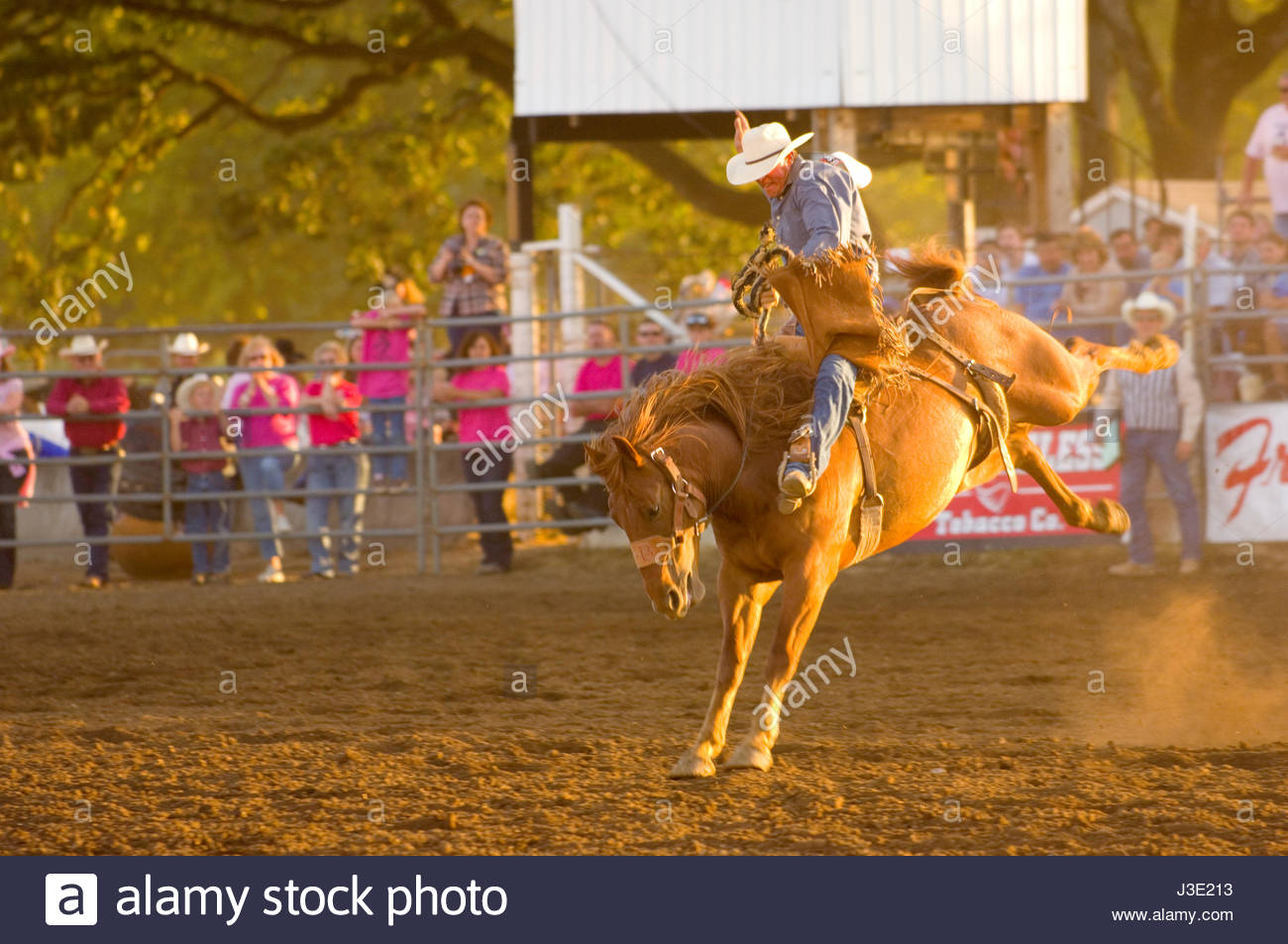 Saddle Bronc Riding High Resolution Stock Photography and Images - Alamy