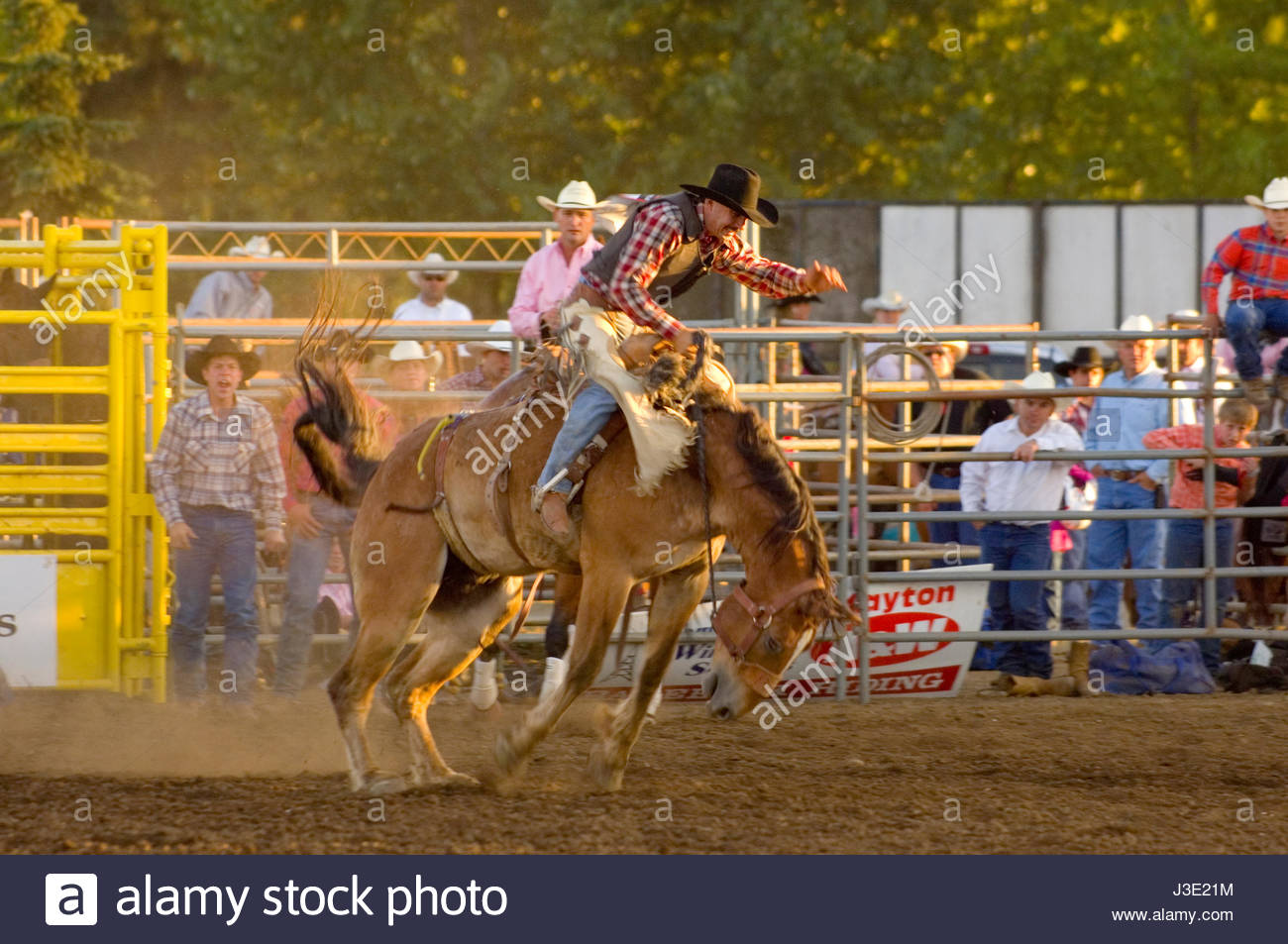 Saddle Bronc Riding High Resolution Stock Photography and Images - Alamy