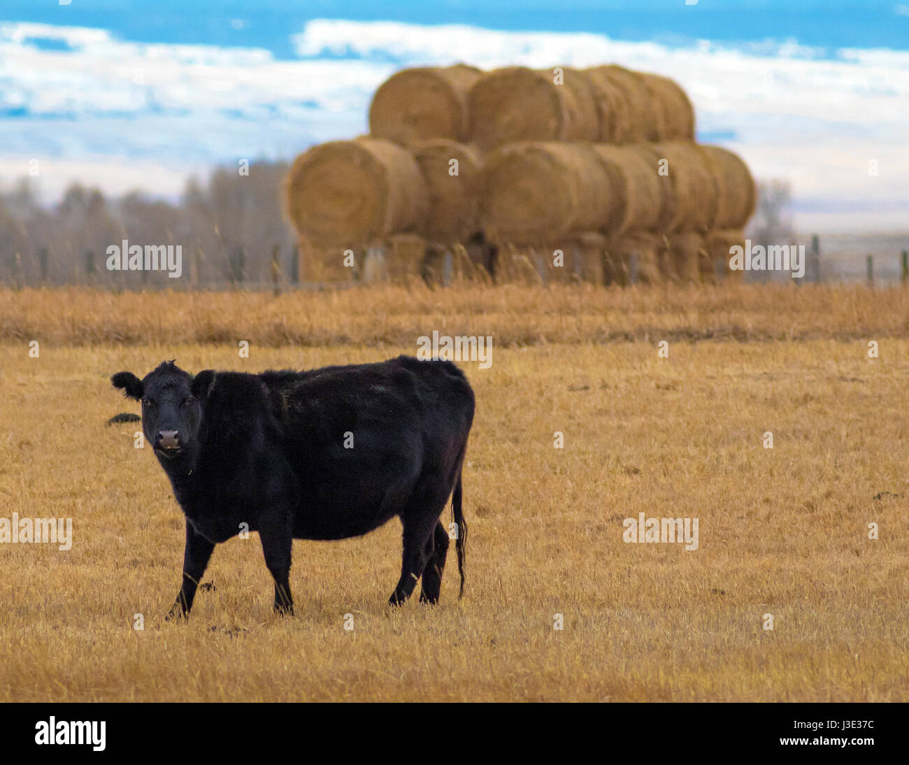 Cow and a bale of hay Stock Photo - Alamy