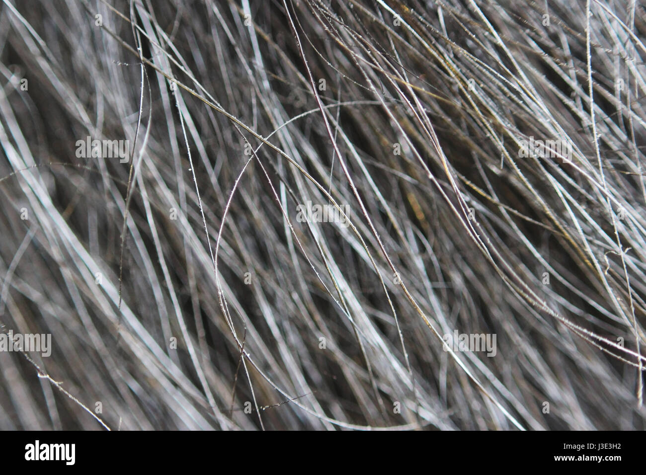Yak skin hi-res stock photography and images - Alamy