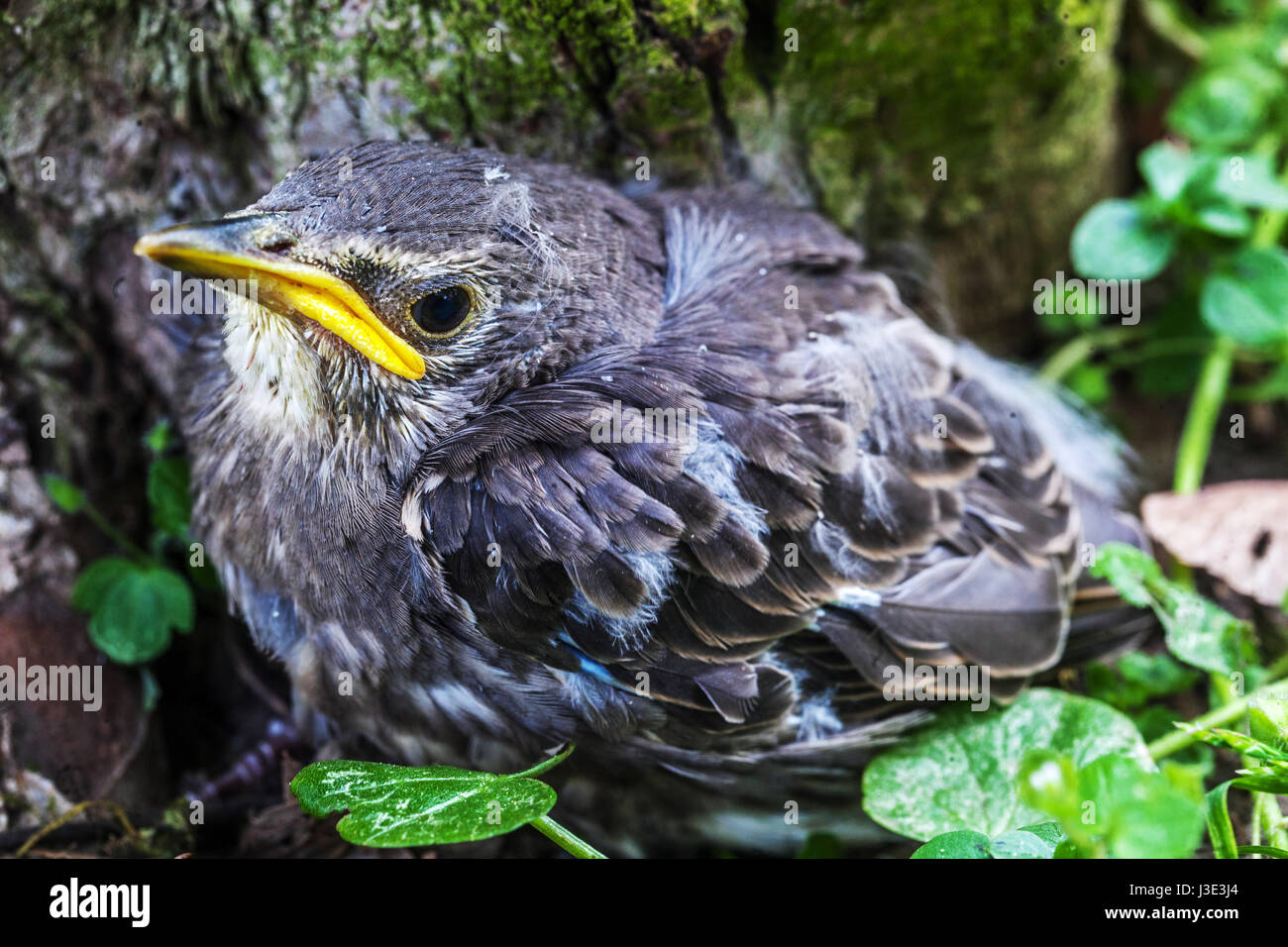 Sturnus vulgaris, Starling chick, A young bird hiding at the foot of a ...
