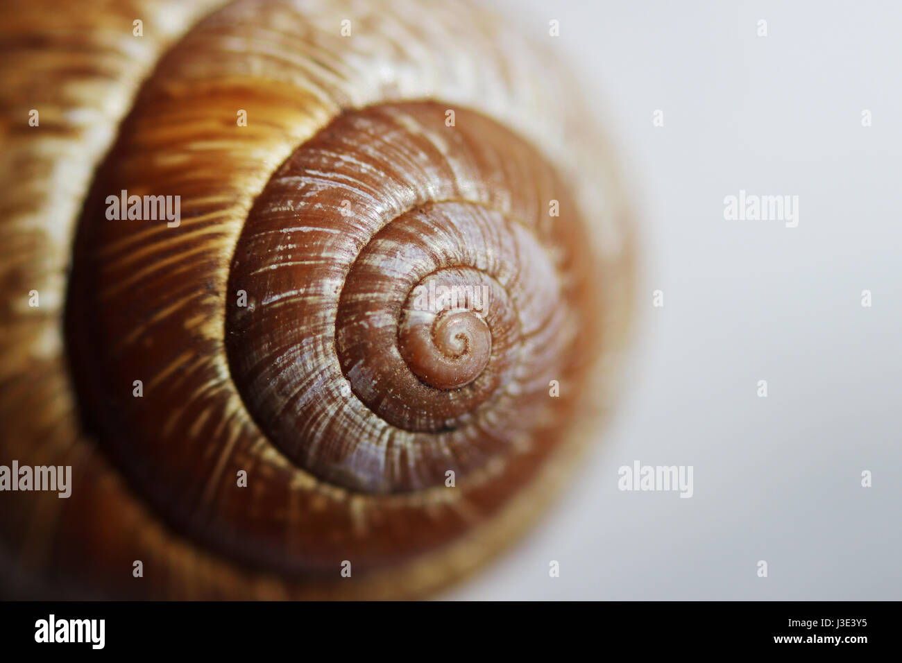 Family helicidae hi-res stock photography and images - Alamy