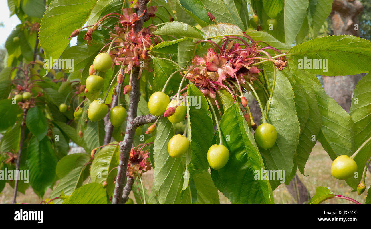 Cherry growing in Puglia land Stock Photo - Alamy