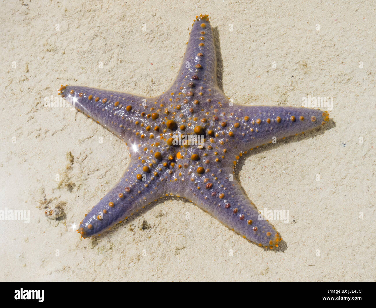 Starfish in shallow water, Zanzibar, Indian ocean Stock Photo - Alamy