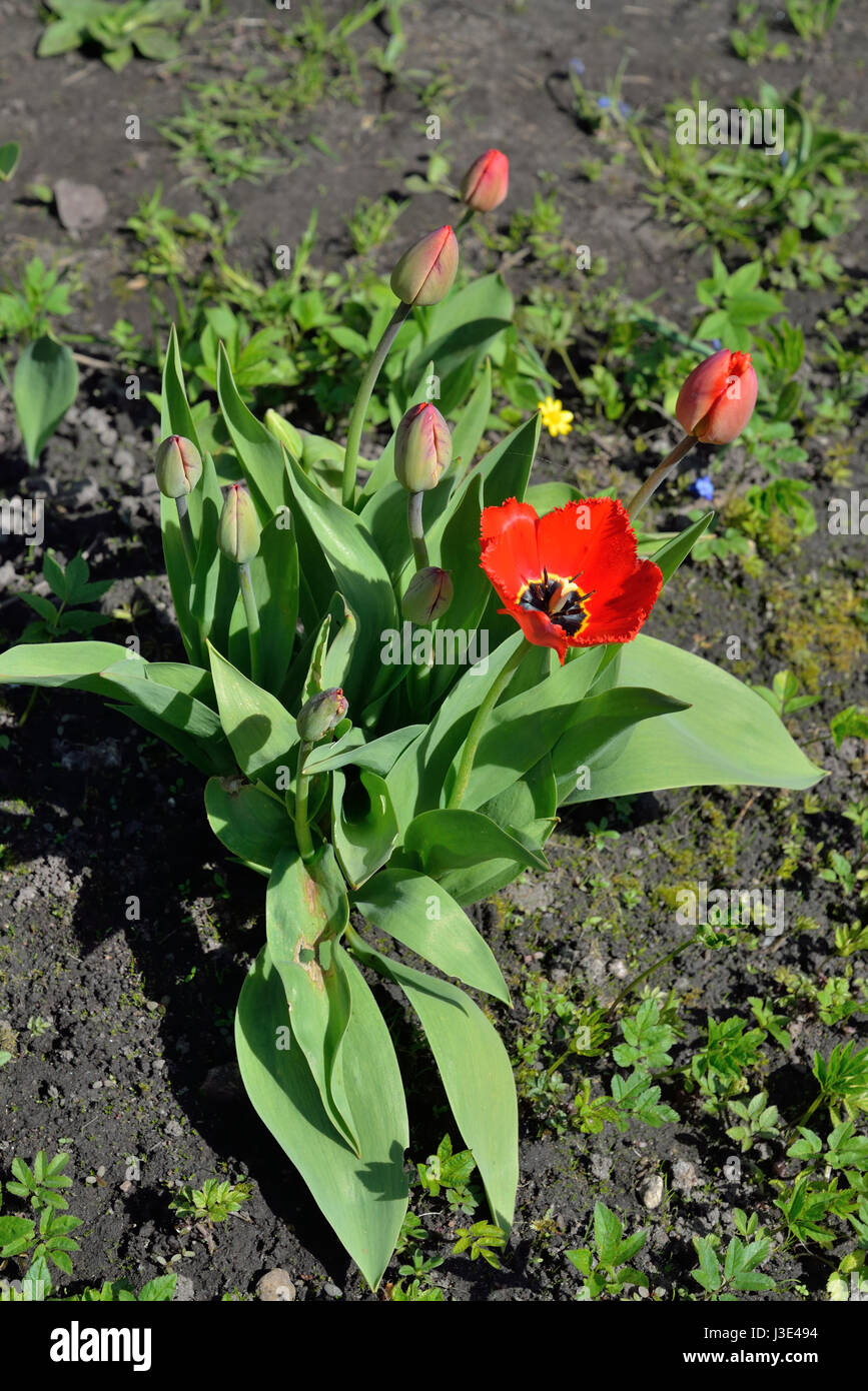 Bush of red tulips grow on the ground in Leningrad region Stock Photo ...