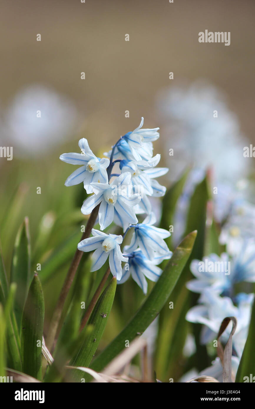 small white spring flowers close up Puschkinia scilloides Stock Photo ...