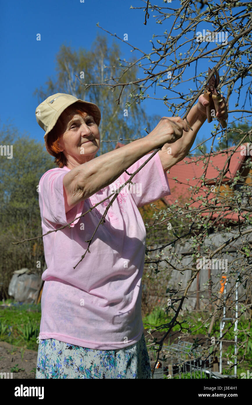 An elderly woman gardener shears cuts the Apple tree branch in spring ...