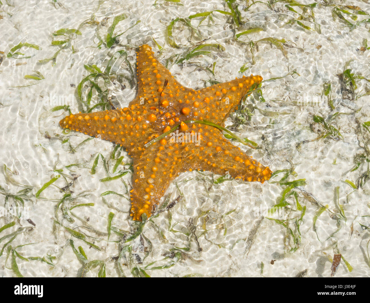 Starfish in shallow water, Zanzibar, Indian ocean Stock Photo - Alamy