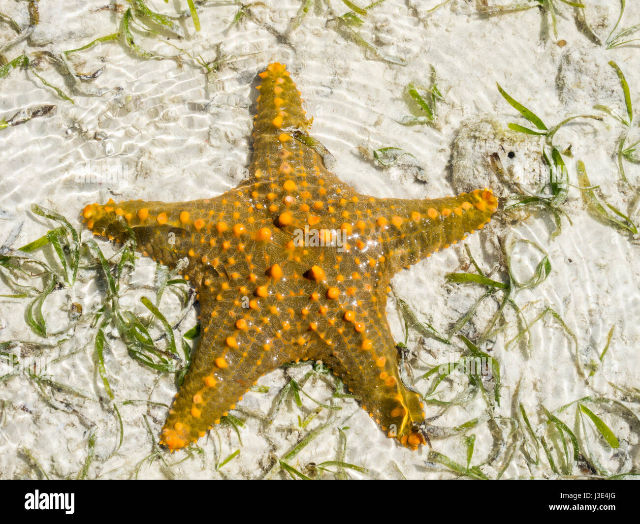 Starfish in shallow water, Zanzibar, Indian ocean Stock Photo - Alamy