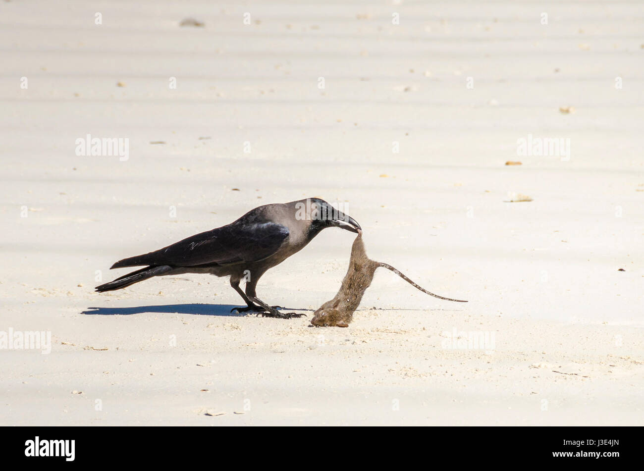 Tanzania rat hi-res stock photography and images - Alamy