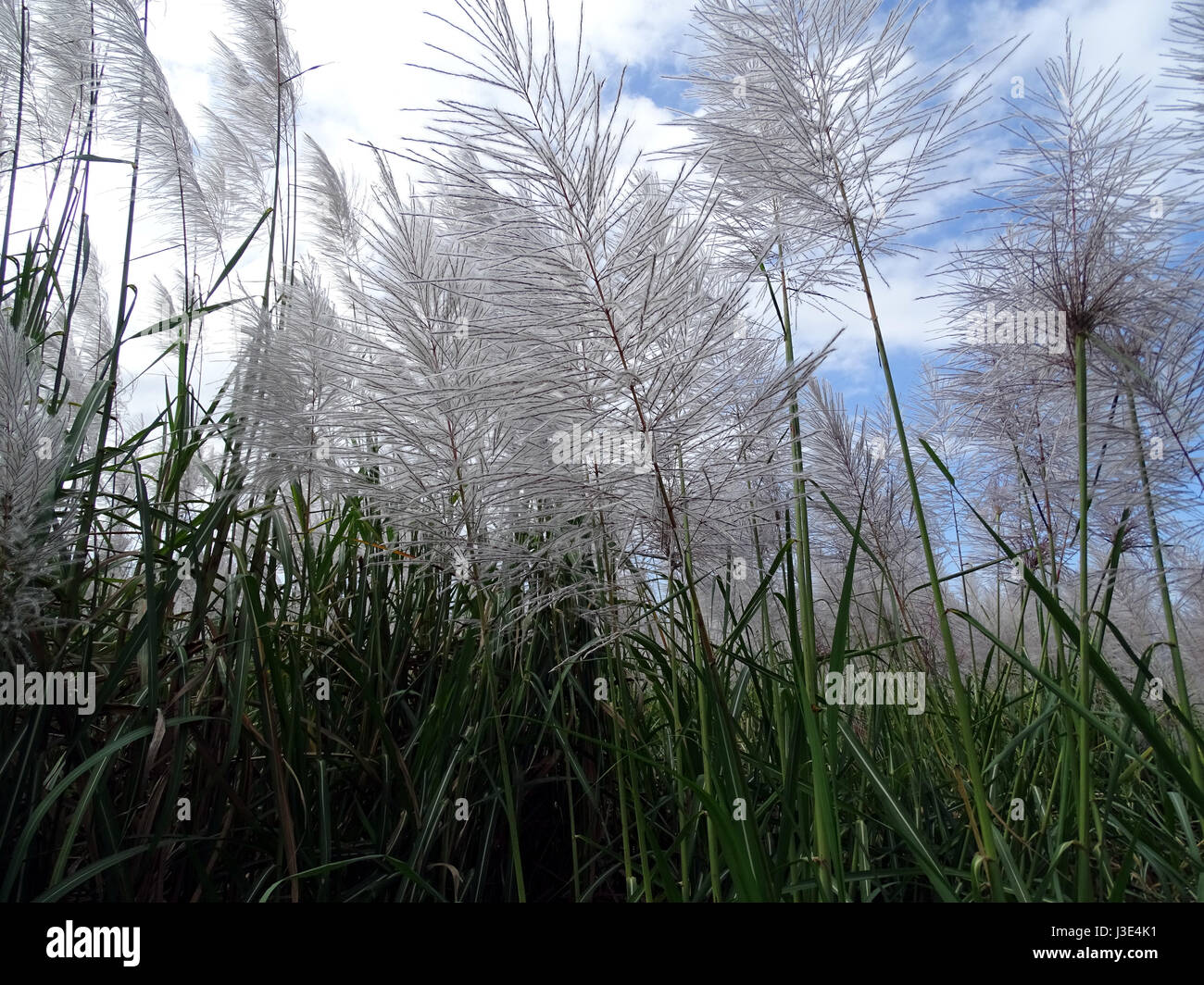 Sugar cane harvesting australia hi-res stock photography and images - Alamy
