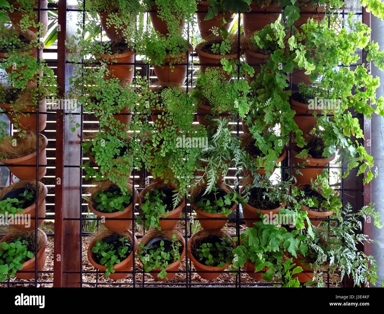 Healthy aromatic plants hi-res stock photography and images - Alamy
