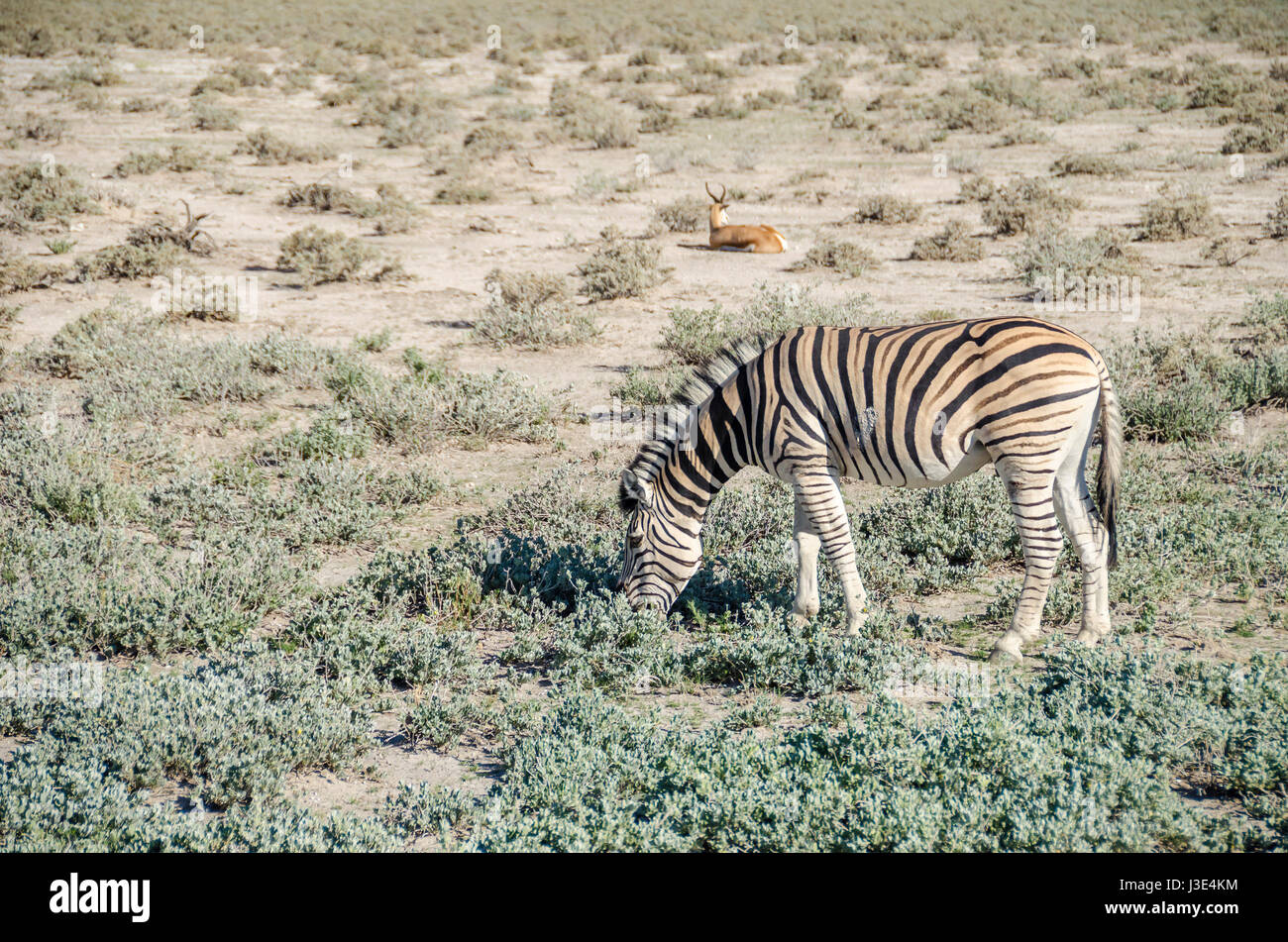 Springbok migration hi-res stock photography and images - Alamy