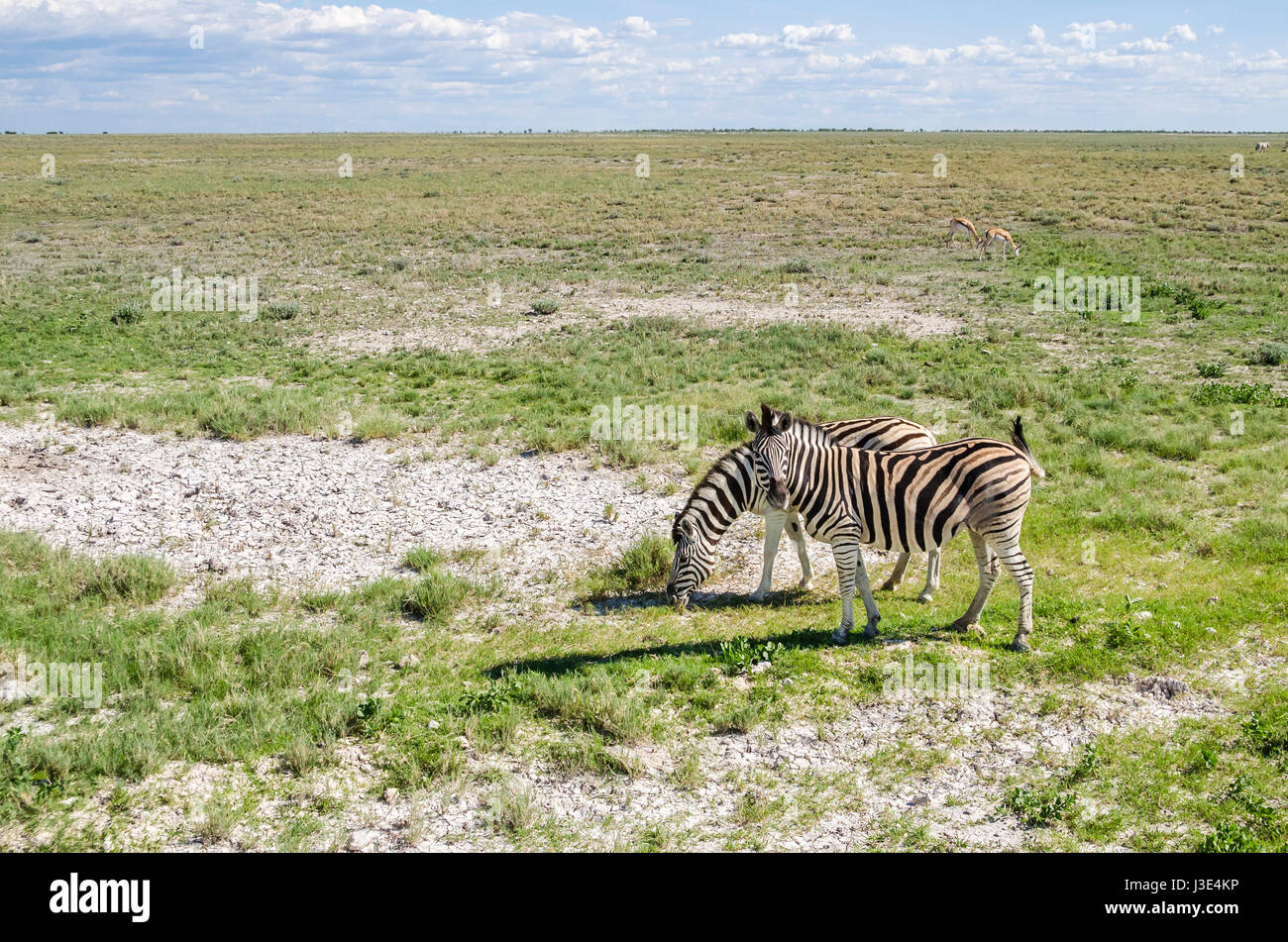 Grazing springboks hi-res stock photography and images - Alamy