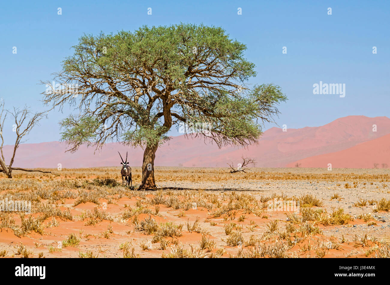 Namibia dead tree dune deadwood sand hi-res stock photography and ...