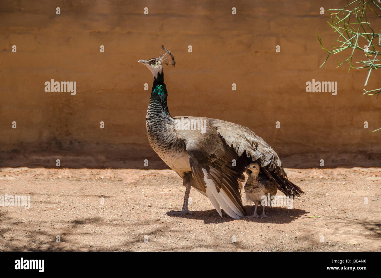 Peacock namibia hi-res stock photography and images - Alamy