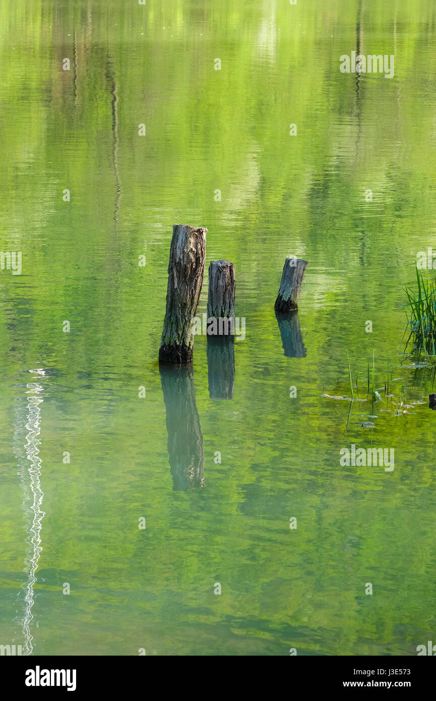 Tree trunks sticking out of the river Stock Photo - Alamy