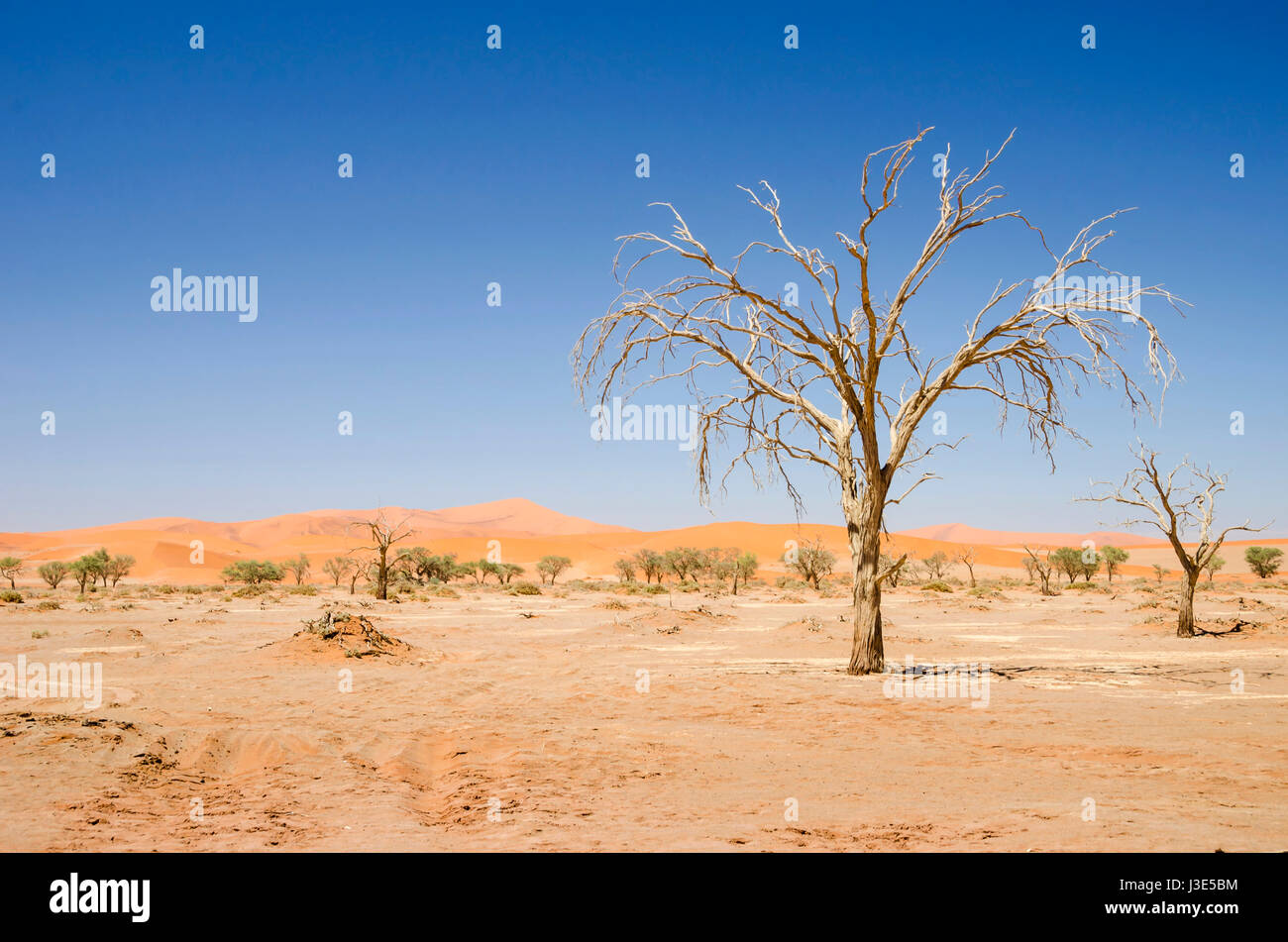 Dead trees africa hi-res stock photography and images - Alamy