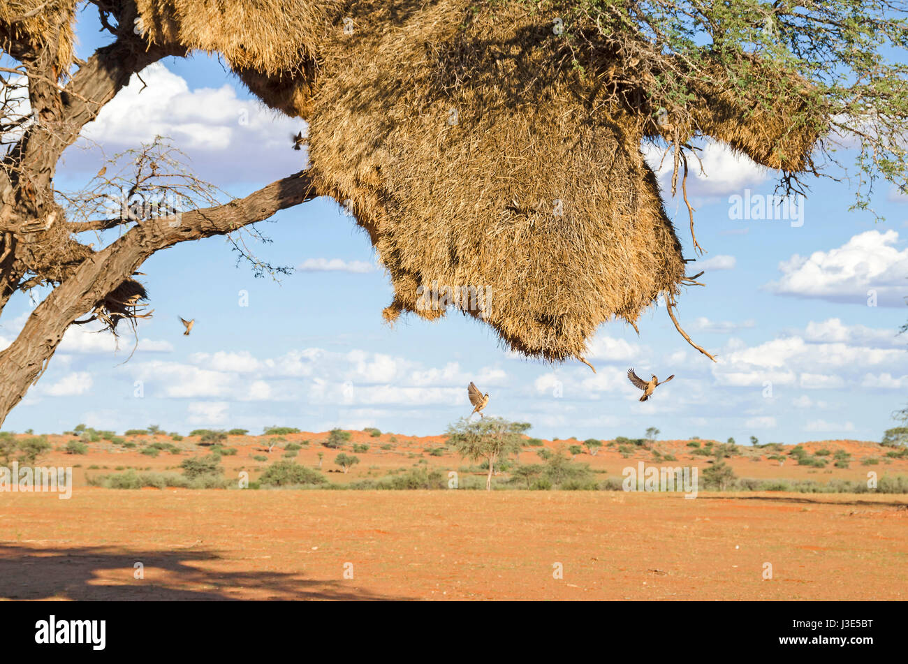 Apartment-house nest of weaver birds with many flying weavers in ...