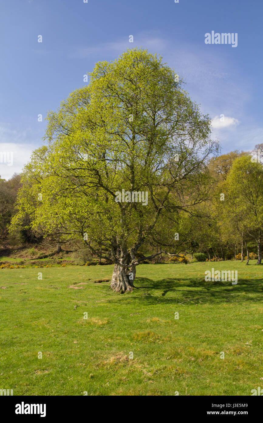 Silver birch trees in Spring Stock Photo - Alamy