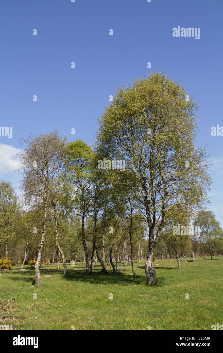 Silver birch trees in Spring Stock Photo - Alamy