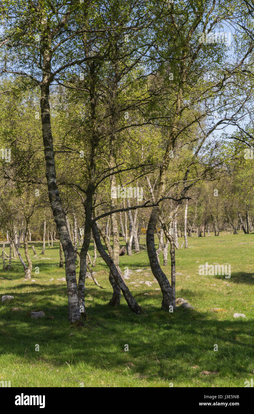 Silver birch trees in Spring Stock Photo - Alamy