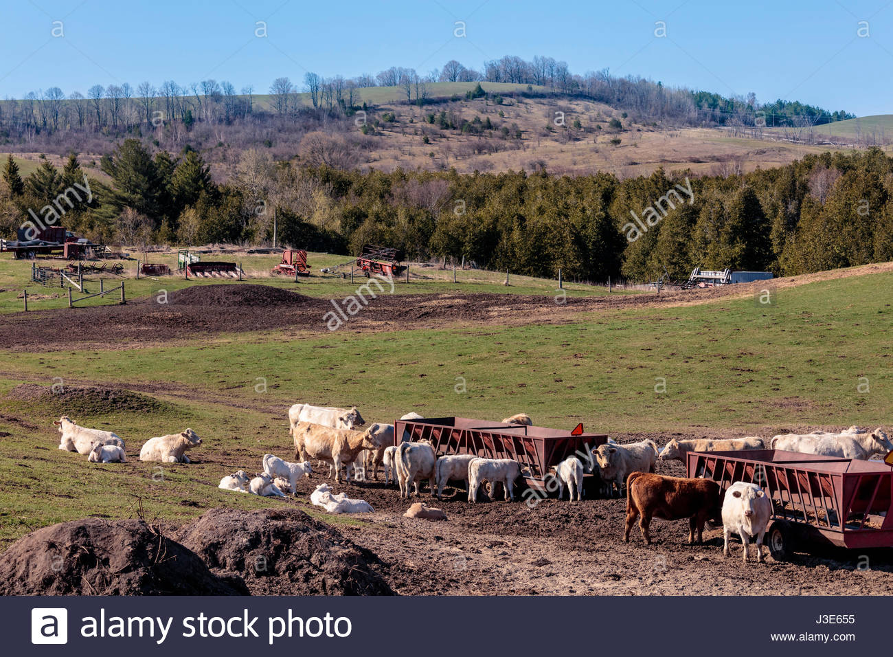 Durham Cattle High Resolution Stock Photography and Images - Alamy