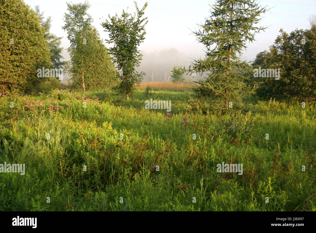 Green forest landscape Stock Photo - Alamy
