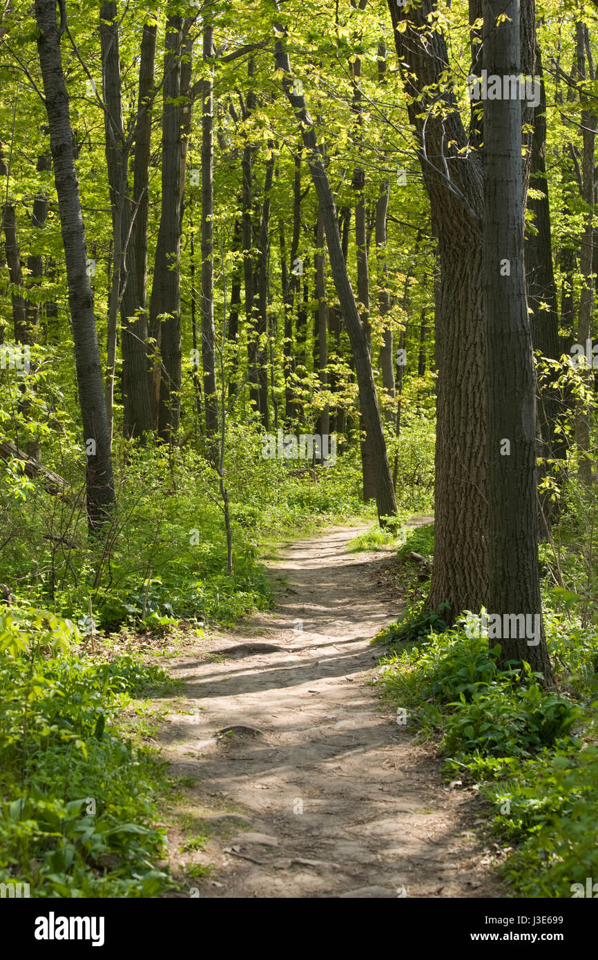 Green forest landscape Stock Photo - Alamy