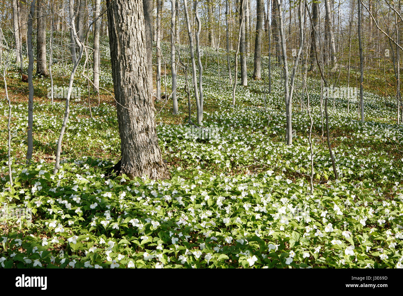 Green forest landscape Stock Photo - Alamy