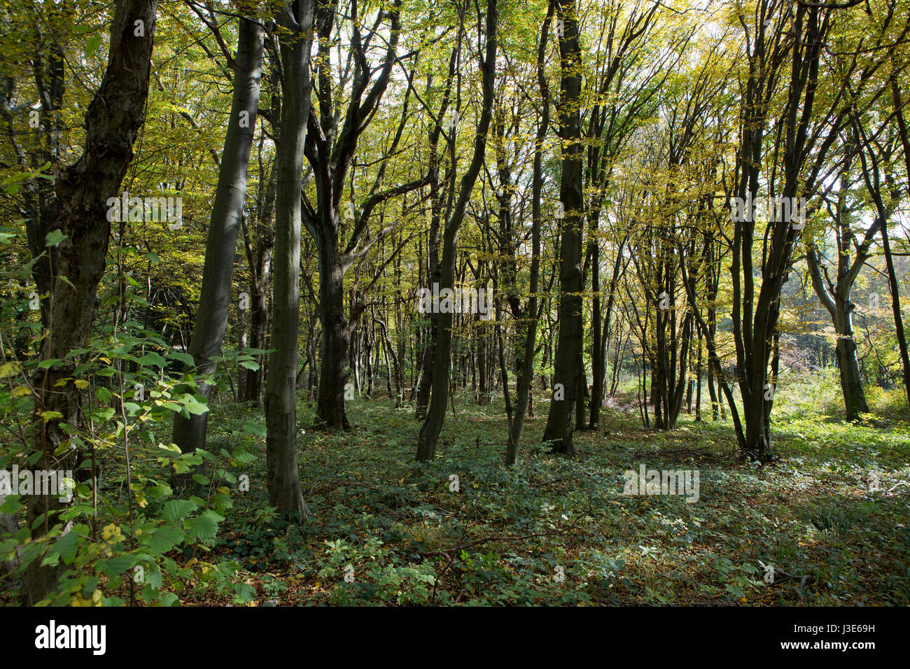 Greenwood forest hi-res stock photography and images - Alamy