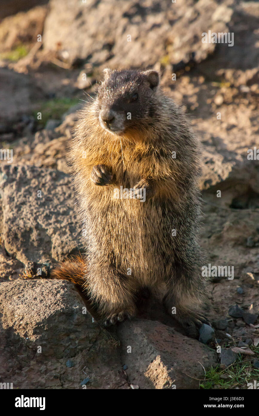 A yellow-bellied marmot peaks up from behind the rocks at Palouse Falls ...