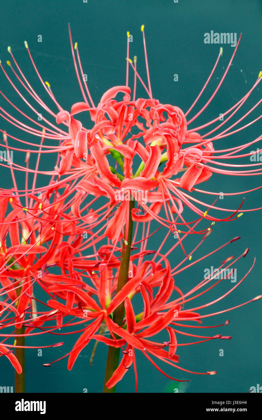 Japanese spider lily hi-res stock photography and images - Alamy