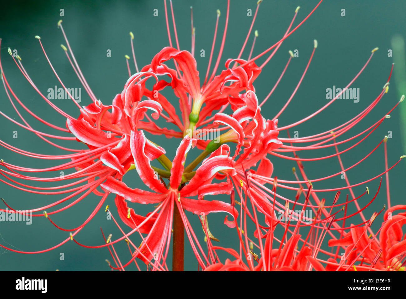 Spider Lily on Koidegawa River Kanagawa Japan Stock Photo - Alamy