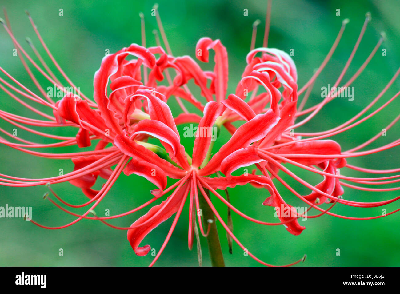 Japanese Spider Lily