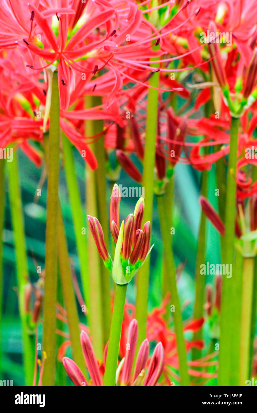 Japanese spider lily hi-res stock photography and images - Alamy