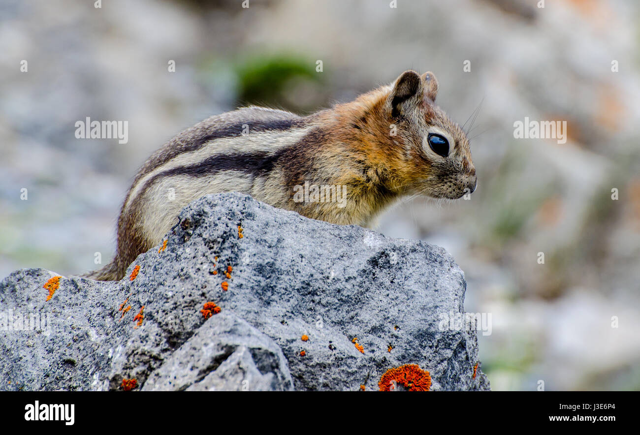 ground squirrel Banff Canada on a rock Stock Photo - Alamy
