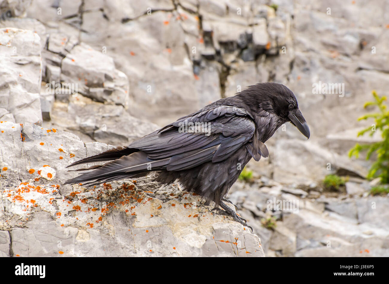 raven banff canada park Stock Photo - Alamy
