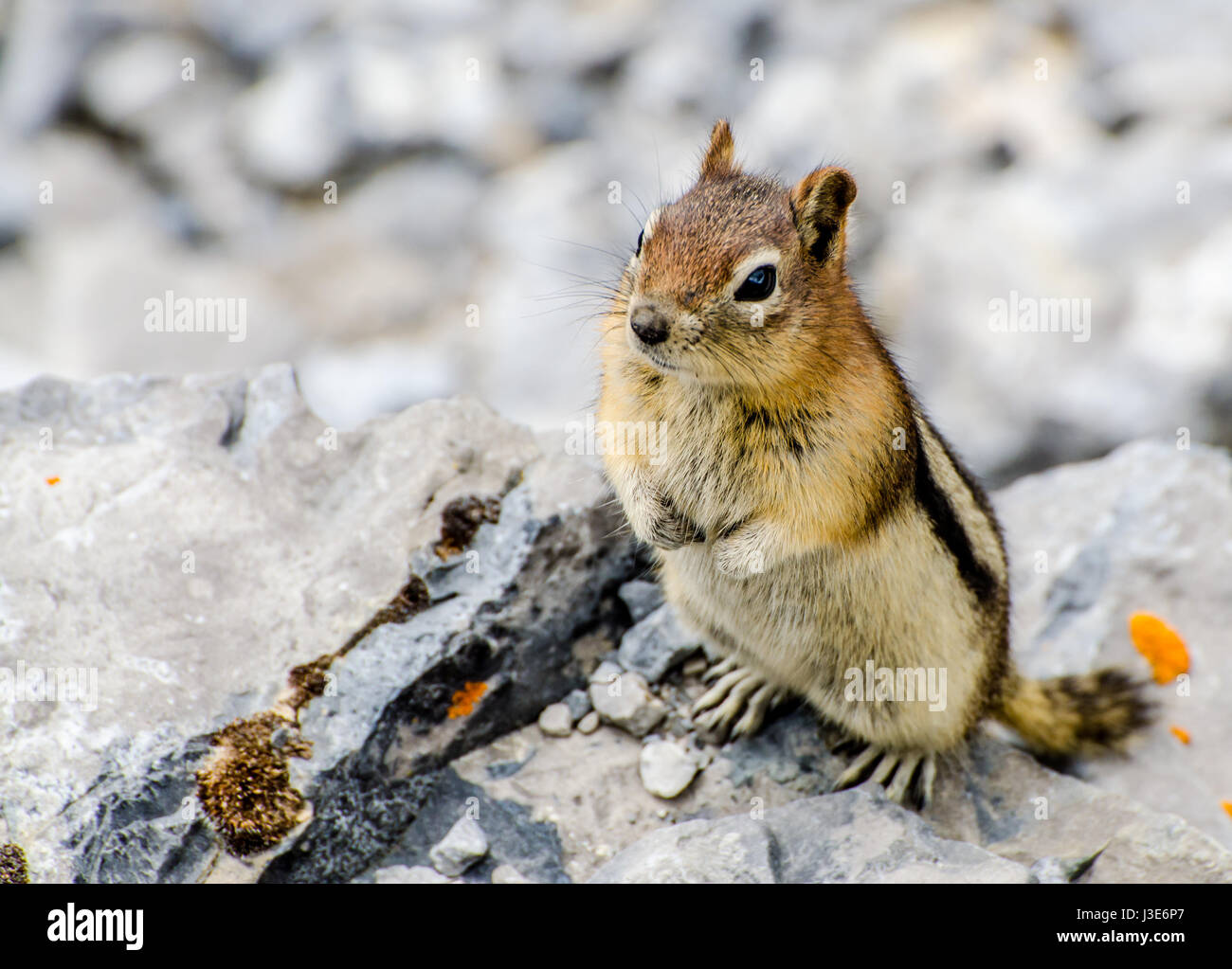 ground squirrel Banff Canada on a rock Stock Photo - Alamy