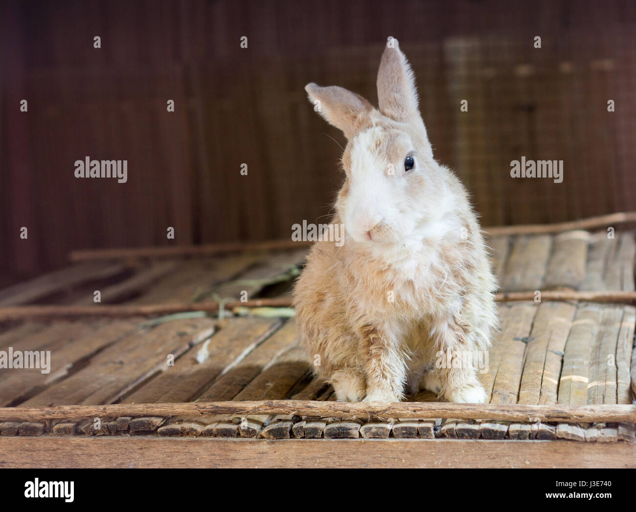 Rabbit face on hi-res stock photography and images - Alamy