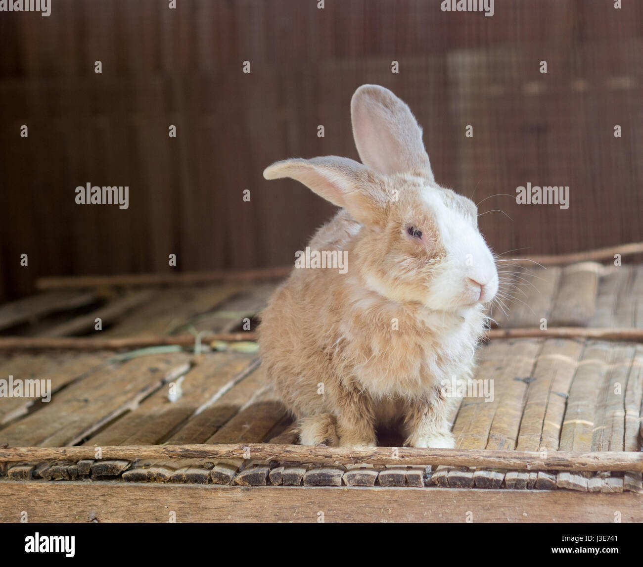 Rabbit face on hi-res stock photography and images - Alamy