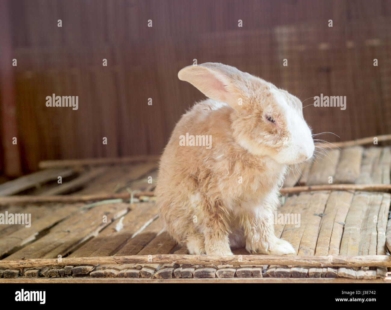 close up young brown rabbit face on wood table in hut Stock Photo - Alamy
