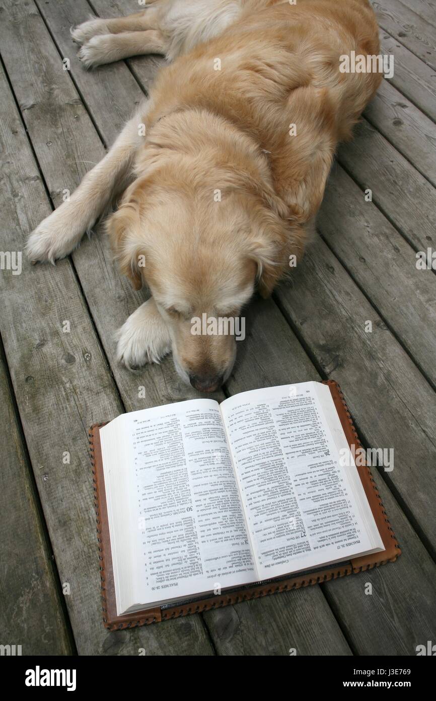 dog (golden retriever) lying, reading a book Stock Photo - Alamy