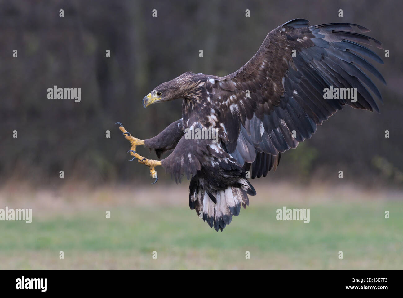White-tailed Sea Eagle in flight just before landing an open spot in ...