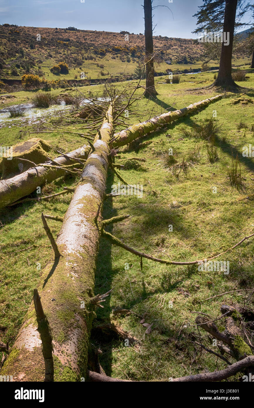 Fallen Pine Tree, Bellever Forest, Dartmoor Stock Photo - Alamy