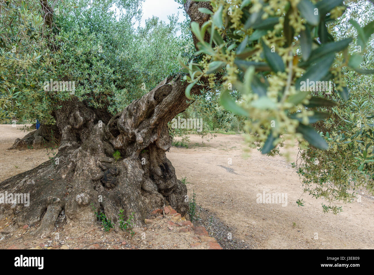 Wide angle closeup view of ancient thousand-year-old olive tree Stock ...